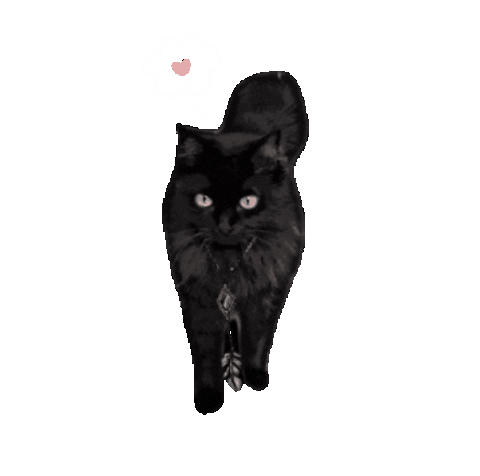 Transparent Cat Gif Tumblr