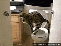 Ocelot Kitten Gif