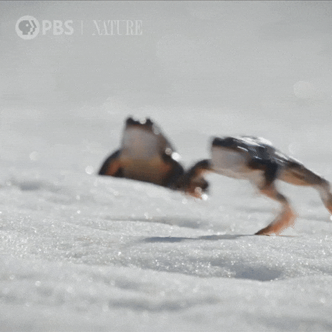 Pbs Nature Frog GIF by Nature on PBS - Find & Share on GIPHY