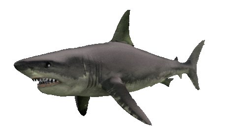 Bad CGI Sharks Sticker for iOS & Android | GIPHY