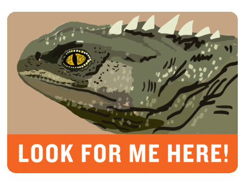 Nz Bird GIFs - Get the best GIF on GIPHY