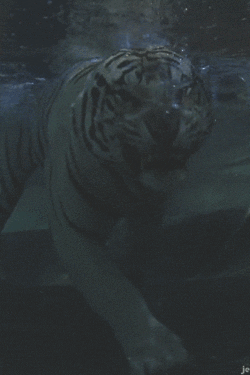 Tiger Underwater Gif