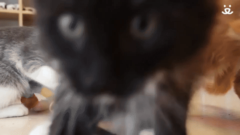 Funny Cat Gif Scared