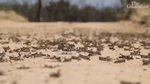 Locusts GIFs - Find & Share on GIPHY