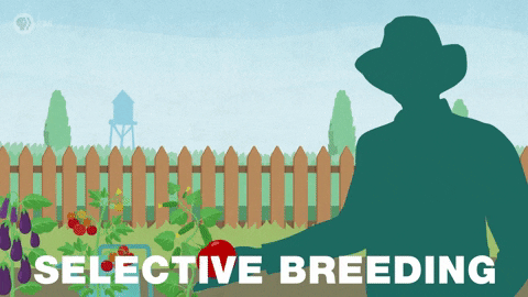 Selective-breeding GIFs - Get the best GIF on GIPHY