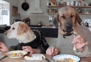 Table Manners GIFs - Find & Share on GIPHY
