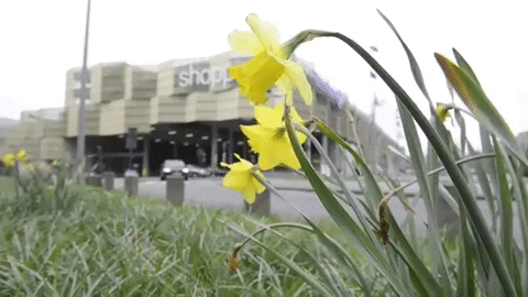 Krokus GIFs - Get the best GIF on GIPHY