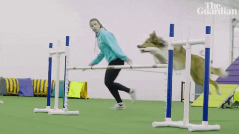 Westminister Kennel Club Dog Show GIFs - Get the best GIF on GIPHY