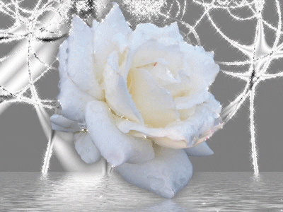 White Flowers GIFs - Find & Share on GIPHY
