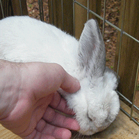 Cute Bunny GIFs - Find & Share on GIPHY