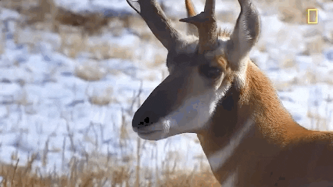 Herds-on-the-hoof GIFs - Get the best GIF on GIPHY