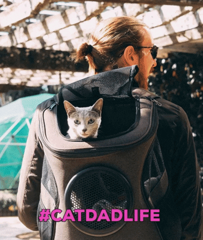 Cats Catdad GIF by Your Cat Backpack - Find & Share on GIPHY
