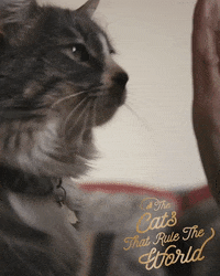 Cat High Five Animated Gif