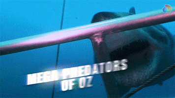 Shark Week GIFs on GIPHY - Be Animated