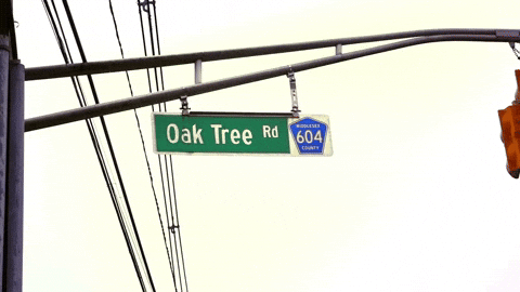 Oak Tree GIFs - Get the best GIF on GIPHY