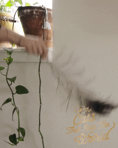 Climbing Cat GIFs - Get the best GIF on GIPHY