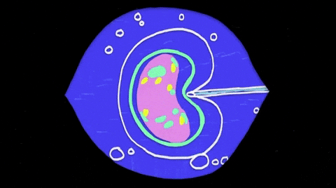 Cell Cycle Mitosis Animation