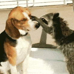 Raccoon-dog GIFs - Get the best GIF on GIPHY