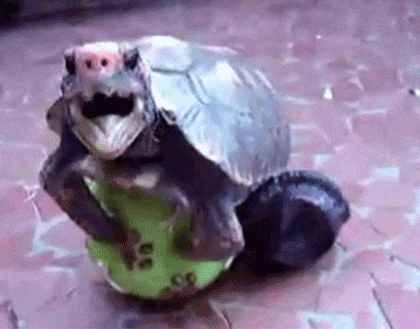 Red Eared Slider GIFs - Get the best GIF on GIPHY