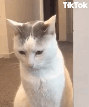 Shocked Scaredy Cat GIF by TikTok - Find & Share on GIPHY