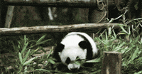 Panda Falling Down Gif