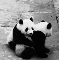 Panda Hug Gif