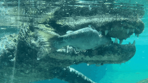 Alligator GIF by Oakland Zoo - Find & Share on GIPHY