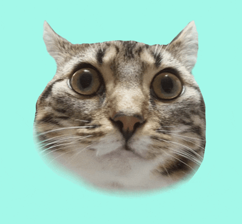 Excited Cat GIFs - Get the best GIF on GIPHY