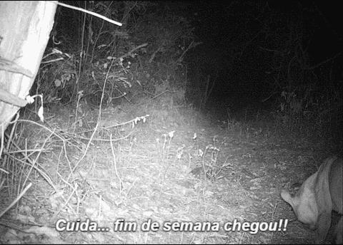 Onca Parda GIFs - Get the best GIF on GIPHY