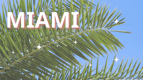 Miami-made GIFs - Get the best GIF on GIPHY