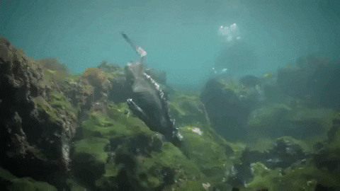 Animal Swimming GIFs - Get the best GIF on GIPHY
