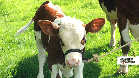 Baby Calf GIFs - Get the best GIF on GIPHY