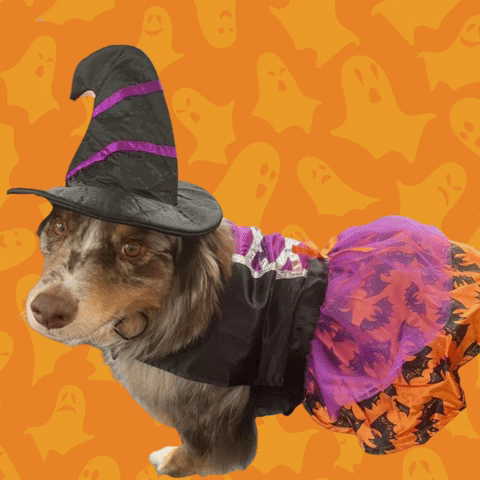 My Dogs - Australian Shepherds GIFs on GIPHY - Be Animated