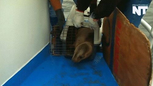 Released Animals GIFs - Get the best GIF on GIPHY