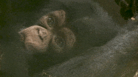 Baby-chimp GIFs - Get the best GIF on GIPHY