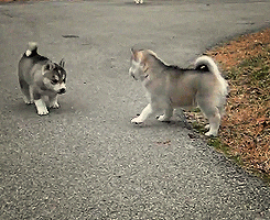 New trending GIF tagged dog puppy sfw safe… | Trending Gifs