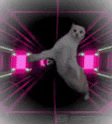 cappa via GIFs on GIPHY - Be Animated