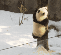 Red Panda Pounce Gif