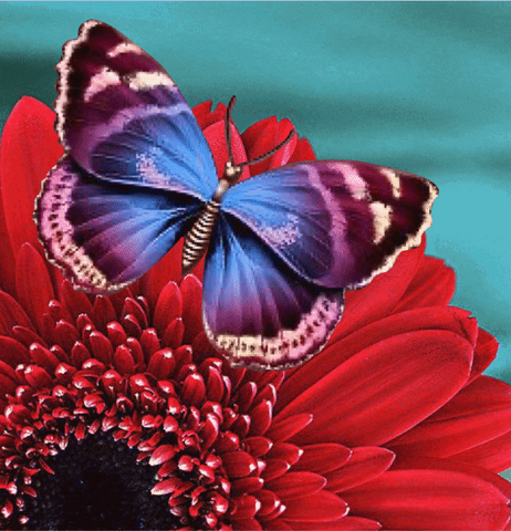 Monarch Butterfly GIFs - Get the best GIF on GIPHY