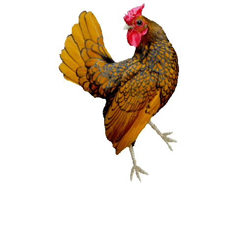 Chicken Animated Gif