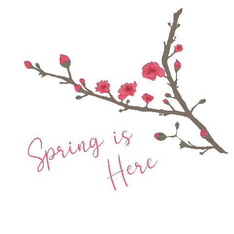 Blooming Cherry Blossom Sticker for iOS & Android | GIPHY