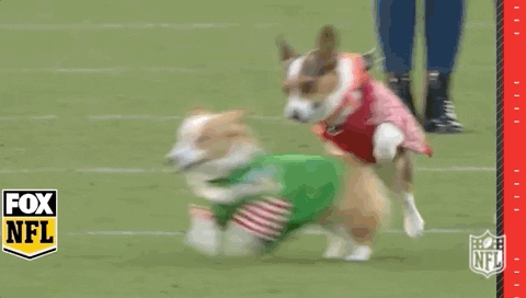 Corgi Gif