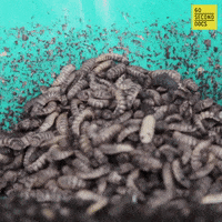 Locust Swarm Gif