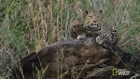 Nat Geo Wild Leopard GIF by Savage Kingdom - Find & Share on GIPHY