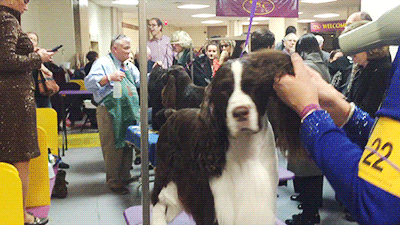 Dog GIF by Westminster Kennel Club - Find & Share on GIPHY