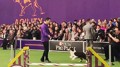 Dog GIF by Westminster Kennel Club - Find & Share on GIPHY