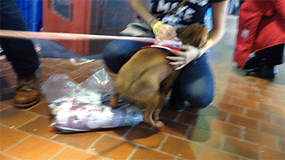 Dog GIF by Westminster Kennel Club - Find & Share on GIPHY
