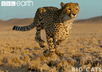Leopard Running Gif