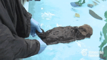 Sea Otter Pup GIFs - Find & Share on GIPHY