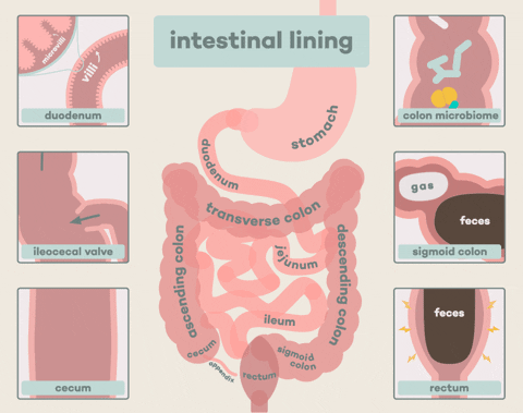 Lipid GIFs - Get the best GIF on GIPHY